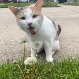 Blehh™ – Discord.Do