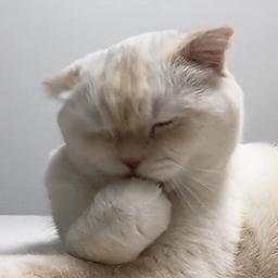 Cup Of Tea • Social • Gaming – Discord.Do